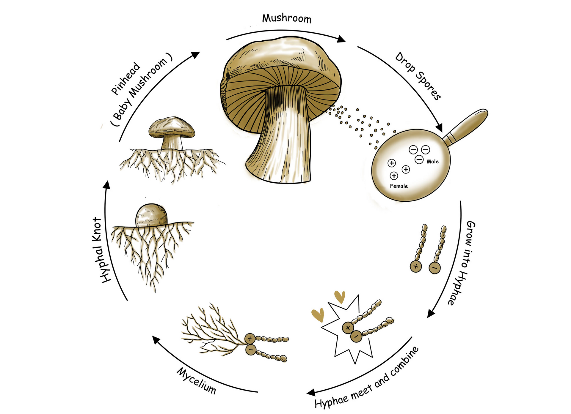 mushroom single cell
